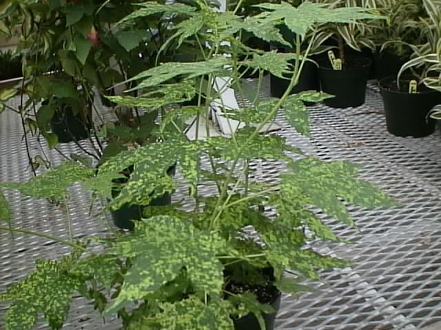 Gardening and Growing with The Garden Helper - Garden Helper, Gardening ...