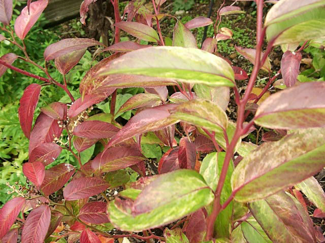 Rainbow Leucothoe, How to grow and care for Leucothoe plantss - Garden ...