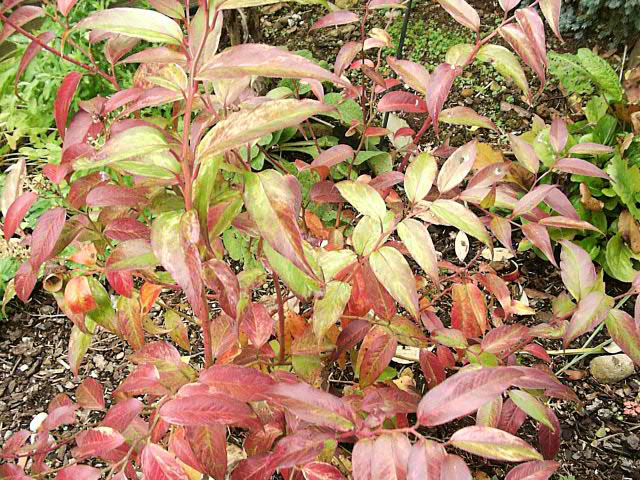 Rainbow Leucothoe, How to grow and care for Leucothoe plantss - Garden ...