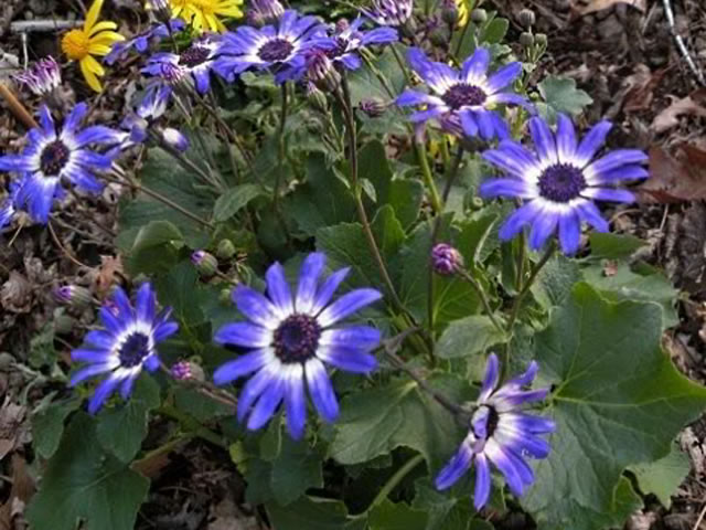 Cinerarias, How to Grow and Care for Cineraria Plants, Pericallis ...