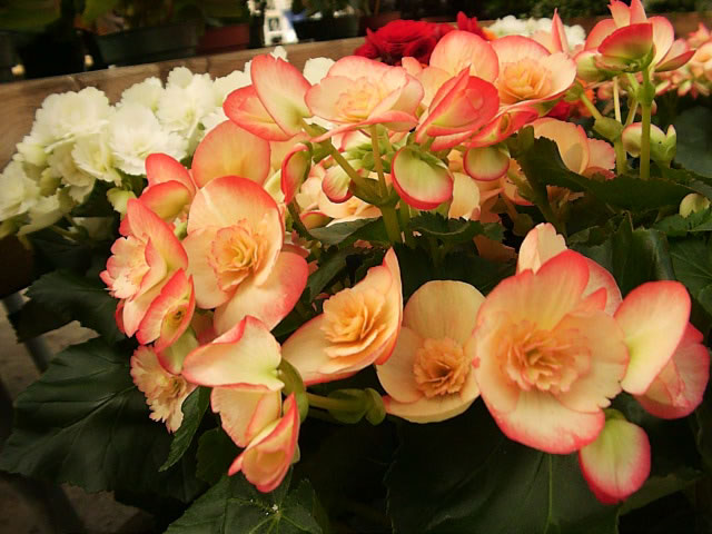 Tuberous Begonias, How to grow and care for Tuberous Begonia Plants ...