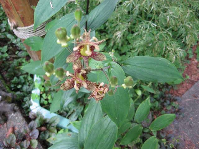 Toad Lily Plants, How to Grow and Care for Toad Lilies, Tricyrtis hirta ...